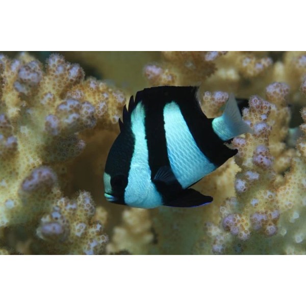 3 STRIPE DAMSEL
