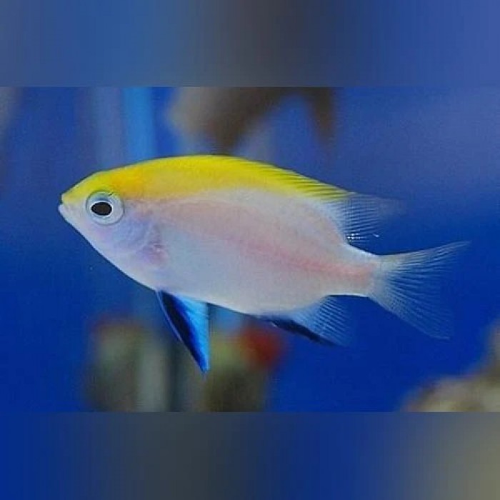 BLUE FIN DAMSEL