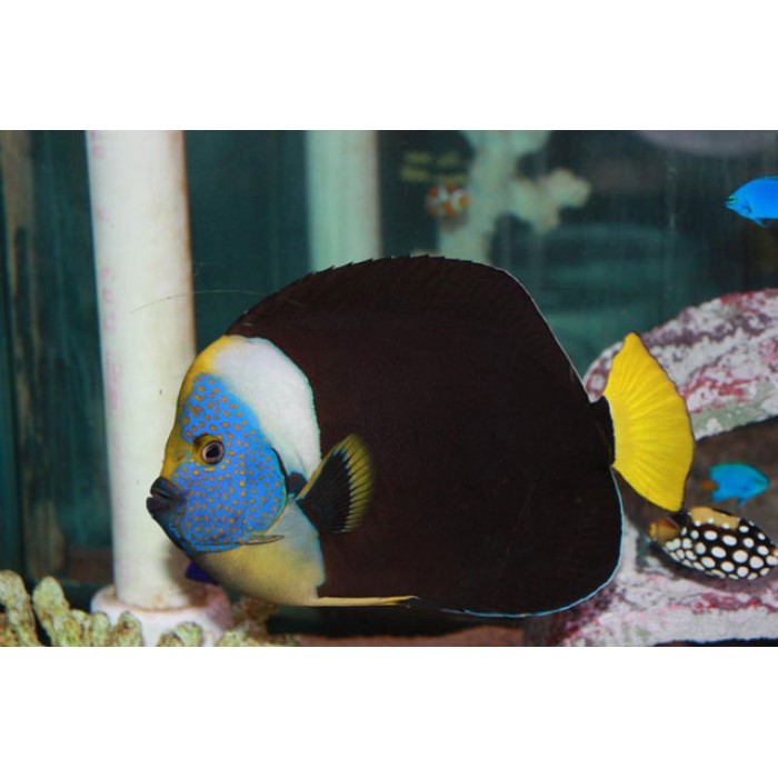 PERSONIFER ANGEL FISH