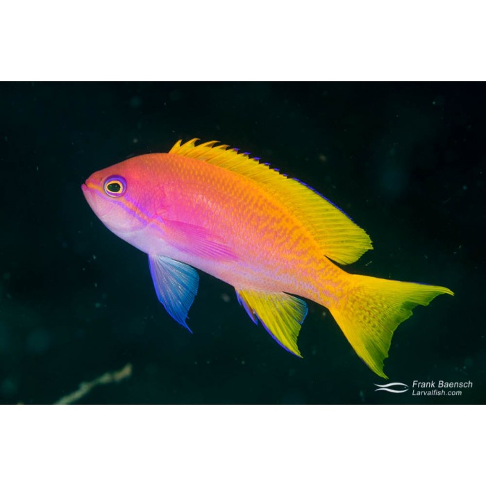 BIMACULATUS ANTHIAS