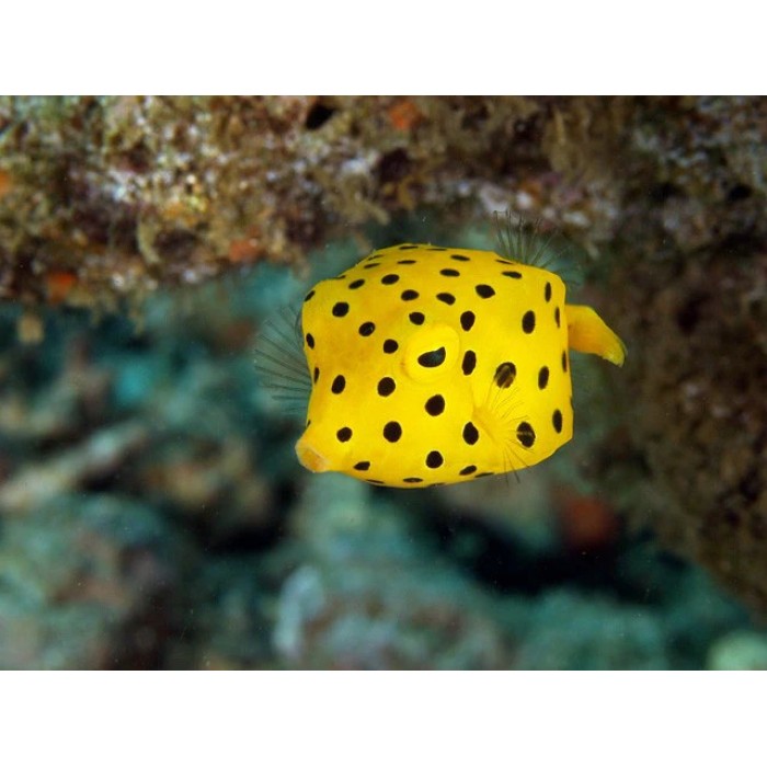 YELLOW BOX FISH