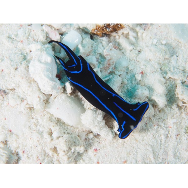 BLUE VELVET NUDIBRANCH