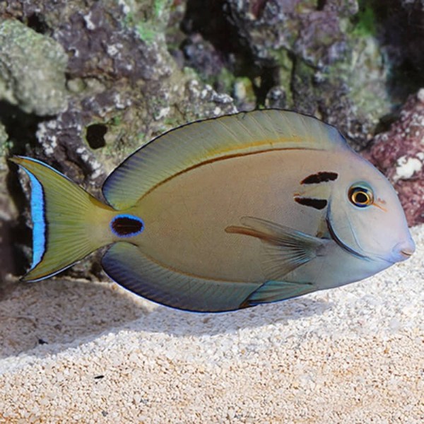TANG FISH / SURGEON FISH