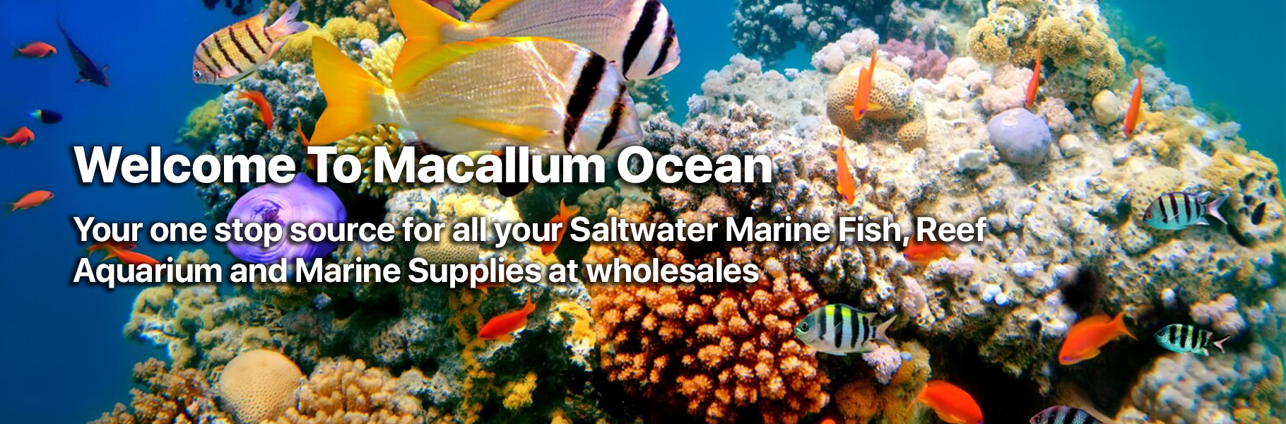 Macallum Ocean Enterprise - Penang Aquarium & Pet Accessories and Pet Food