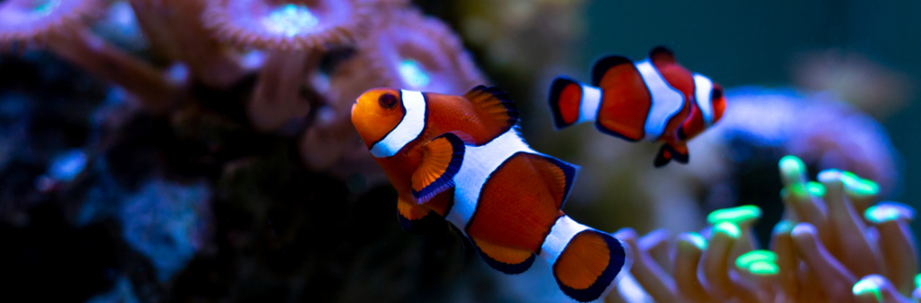 Macallum Ocean Enterprise - Penang Aquarium & Pet Accessories and Pet Food