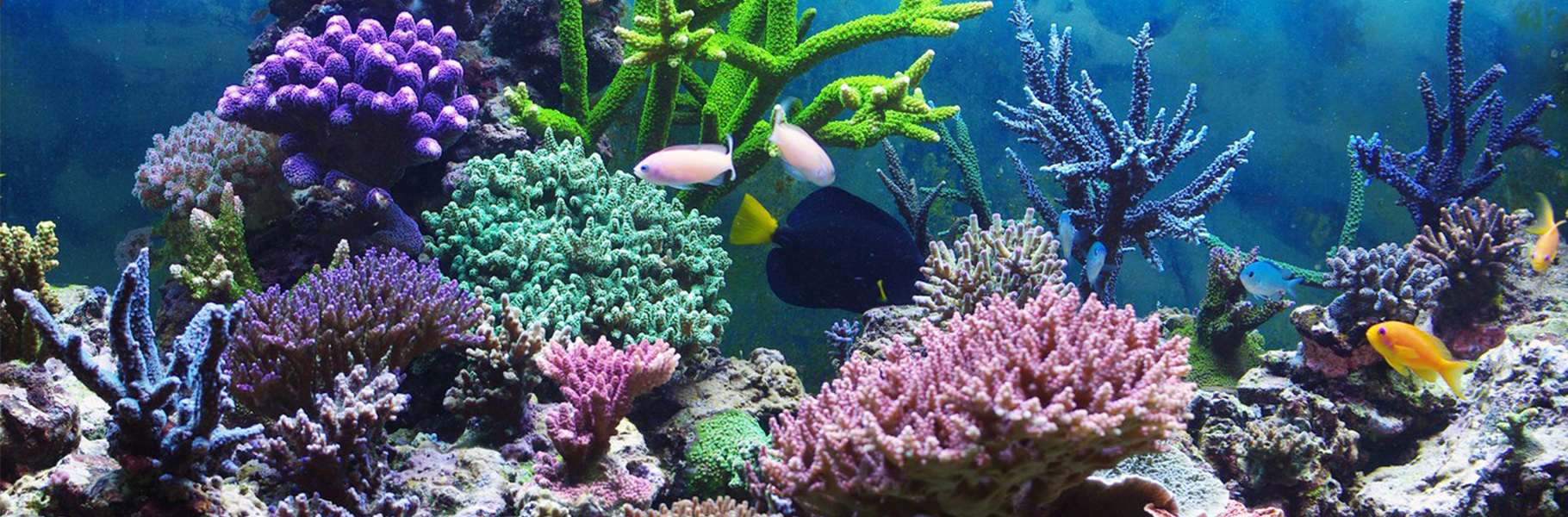 Macallum Ocean Enterprise - Penang Aquarium & Pet Accessories and Pet Food